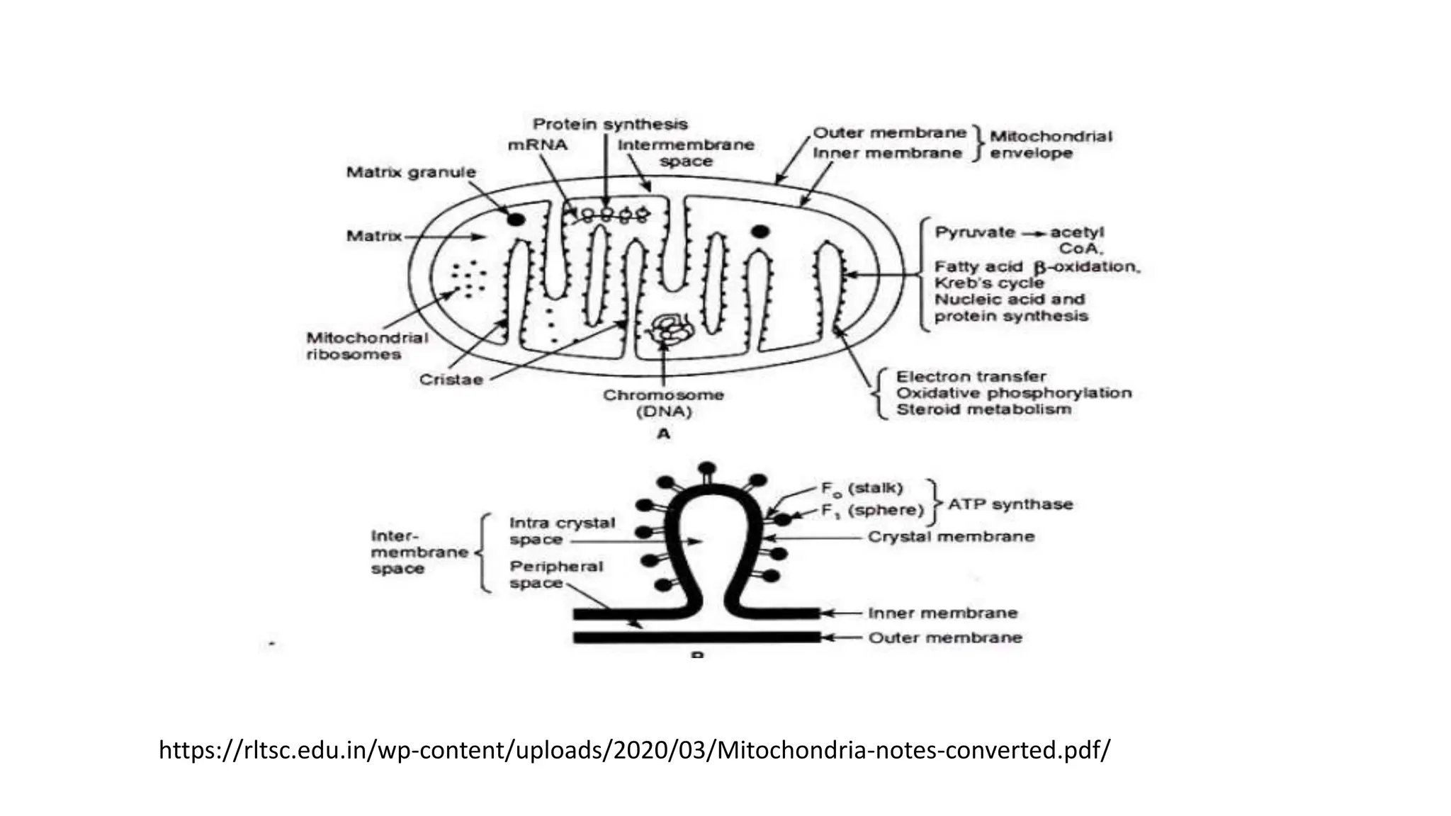 Ultrastructure and functions of Mitochondira.pptx