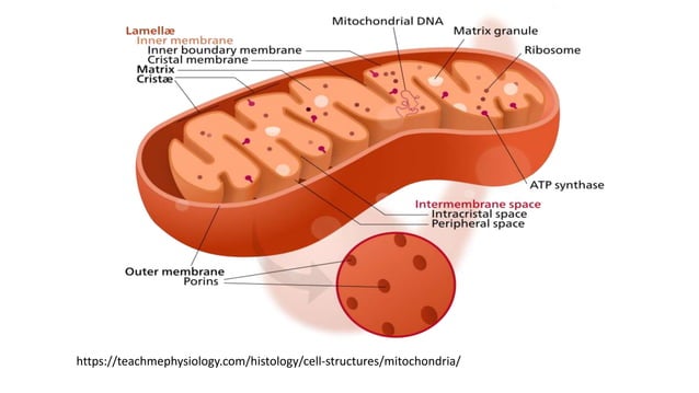 Ultrastructure and functions of Mitochondira.pptx | Biological Sciences ...