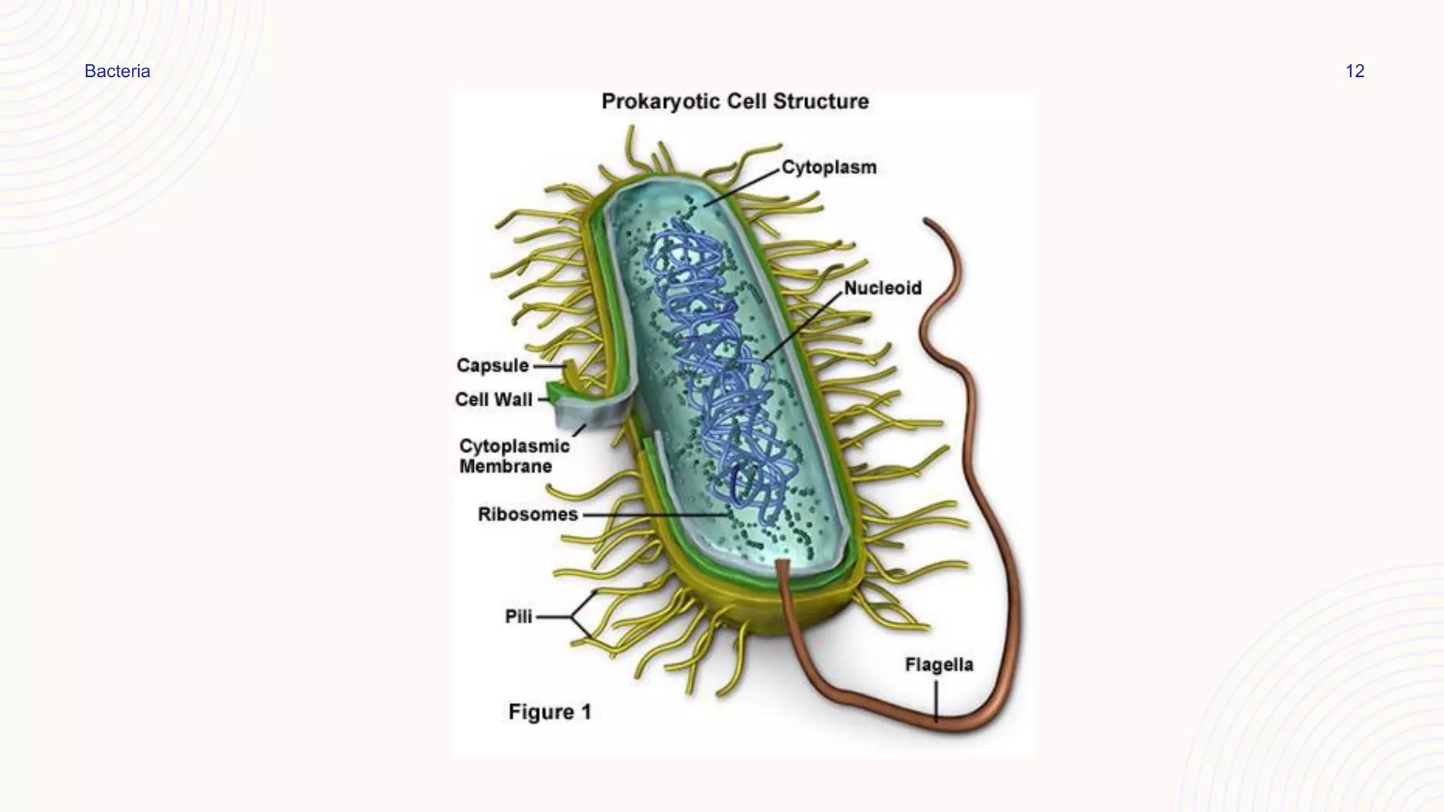 Ultrastructure and Morphological Classification of Bacteria.pdf