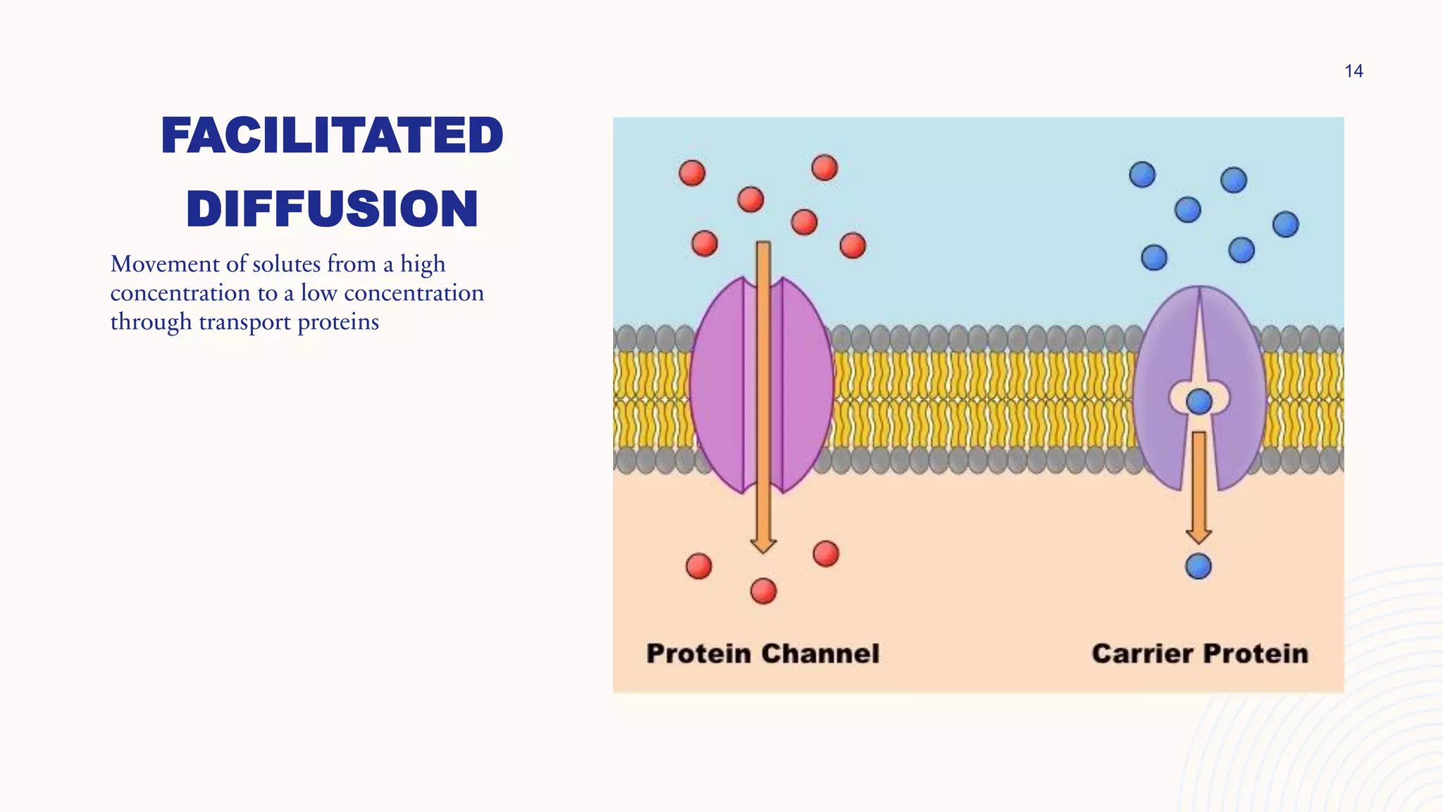 Ultrastructure and Morphological Classification of Bacteria.pdf