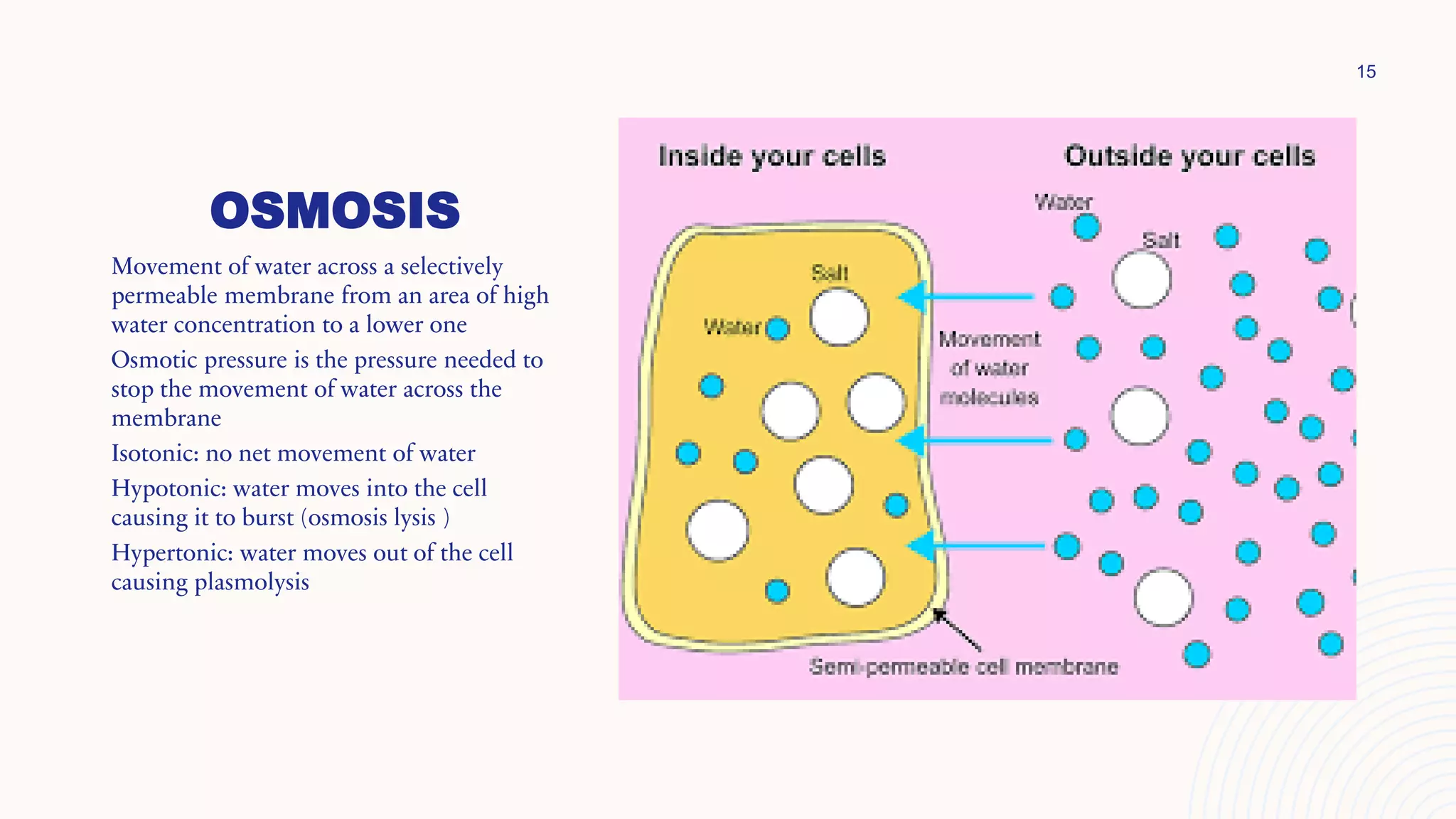 Ultrastructure and Morphological Classification of Bacteria.pdf