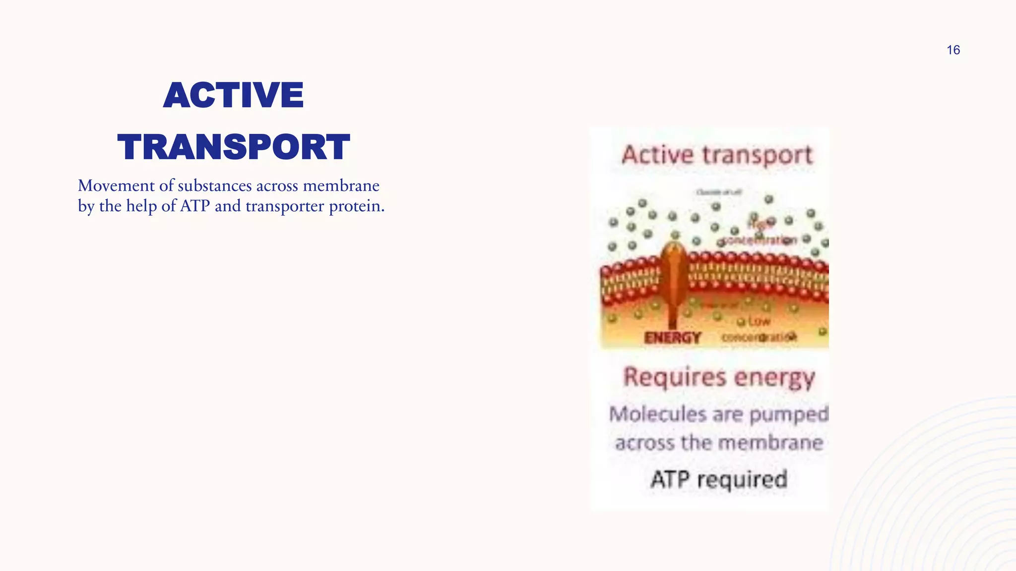 Ultrastructure and Morphological Classification of Bacteria.pdf