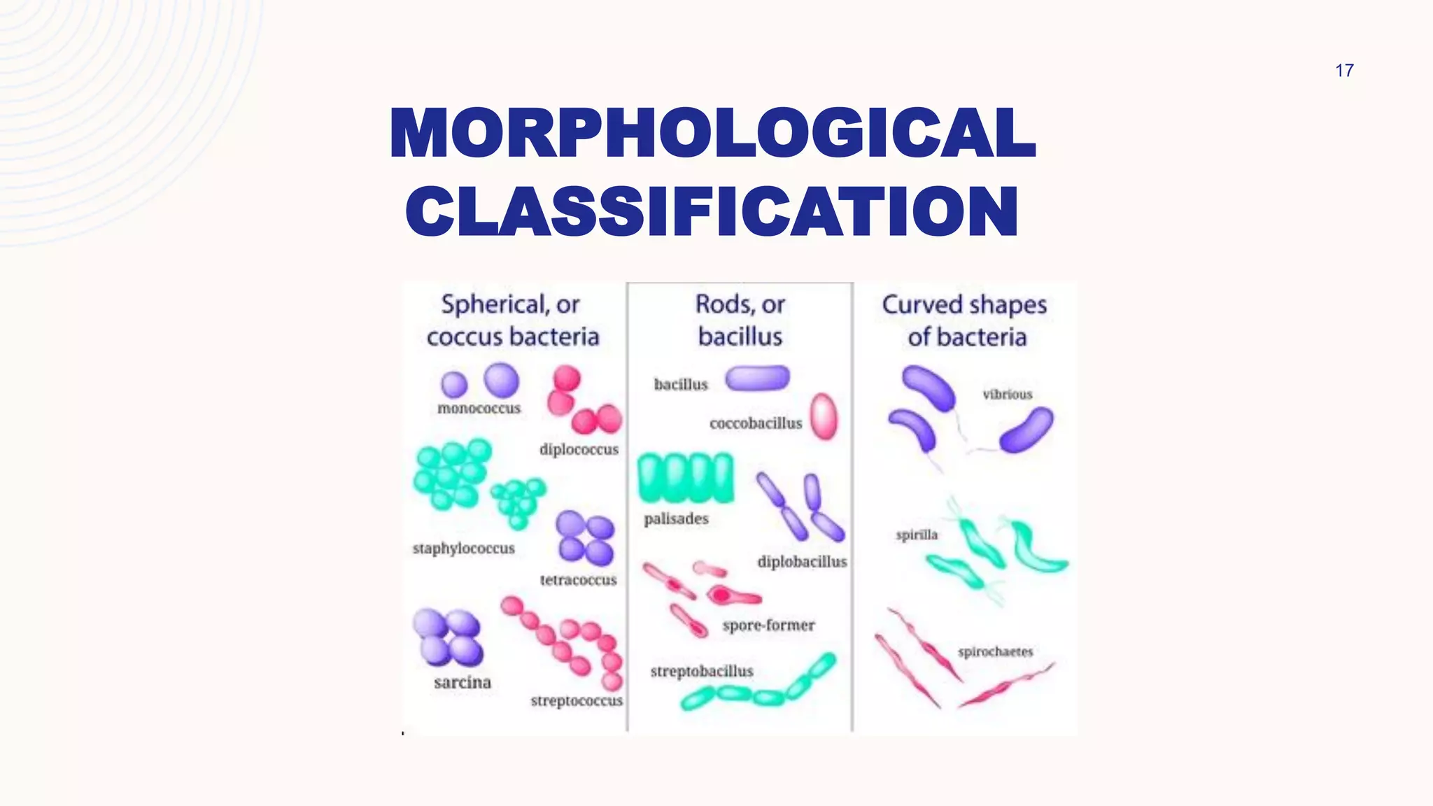 Ultrastructure and Morphological Classification of Bacteria.pdf