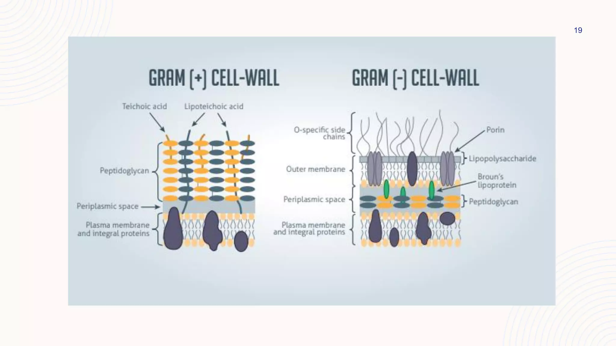 Ultrastructure and Morphological Classification of Bacteria.pdf