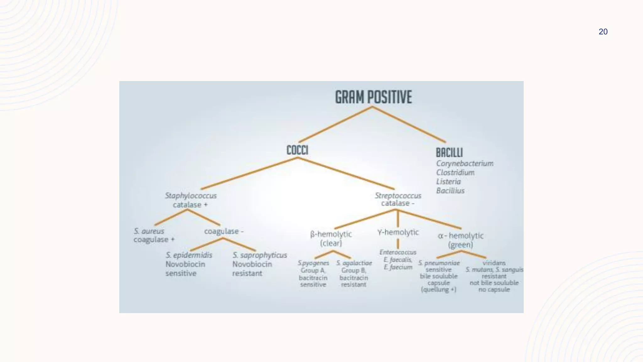 Ultrastructure and Morphological Classification of Bacteria.pdf