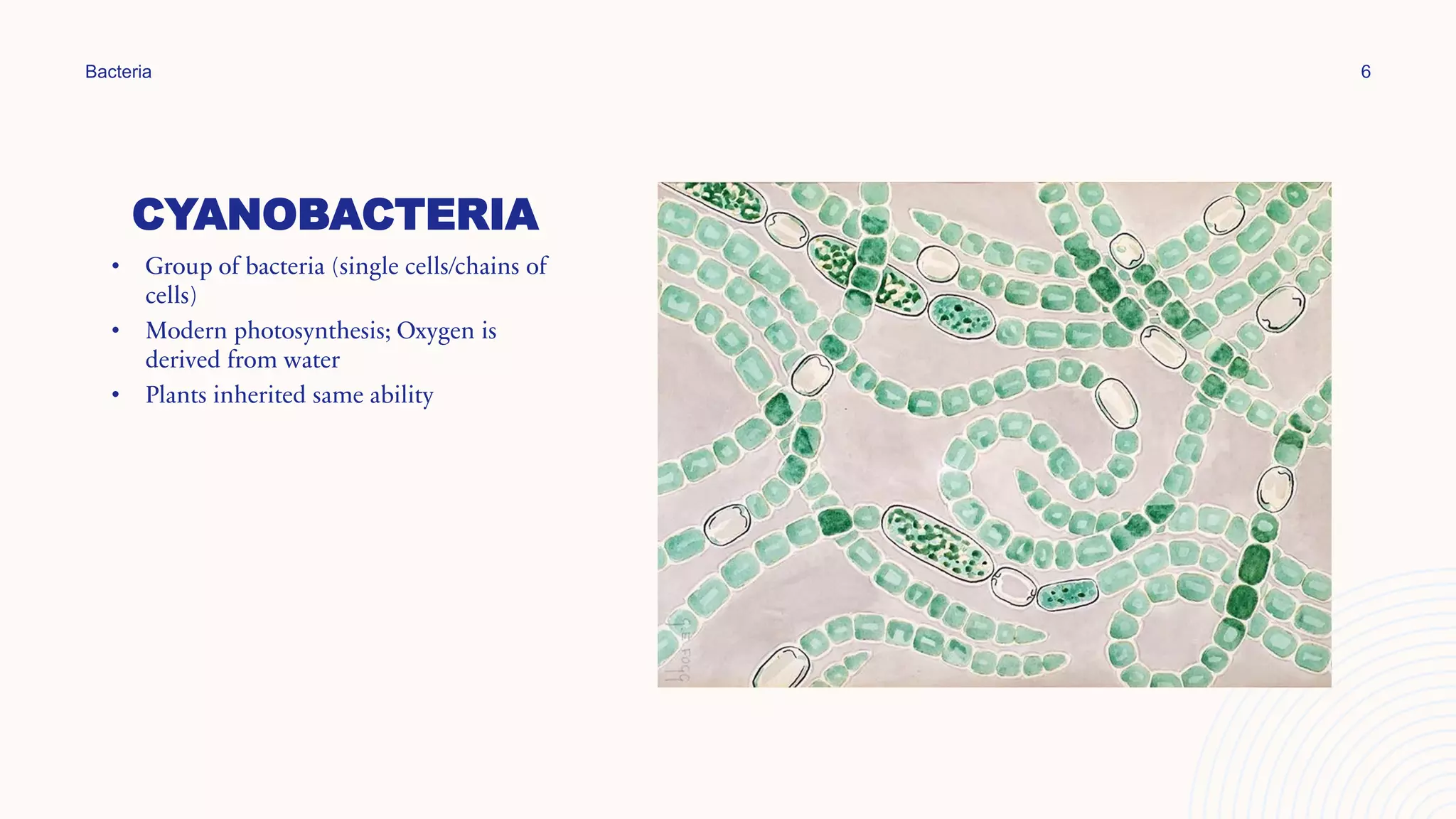 Ultrastructure and Morphological Classification of Bacteria.pdf