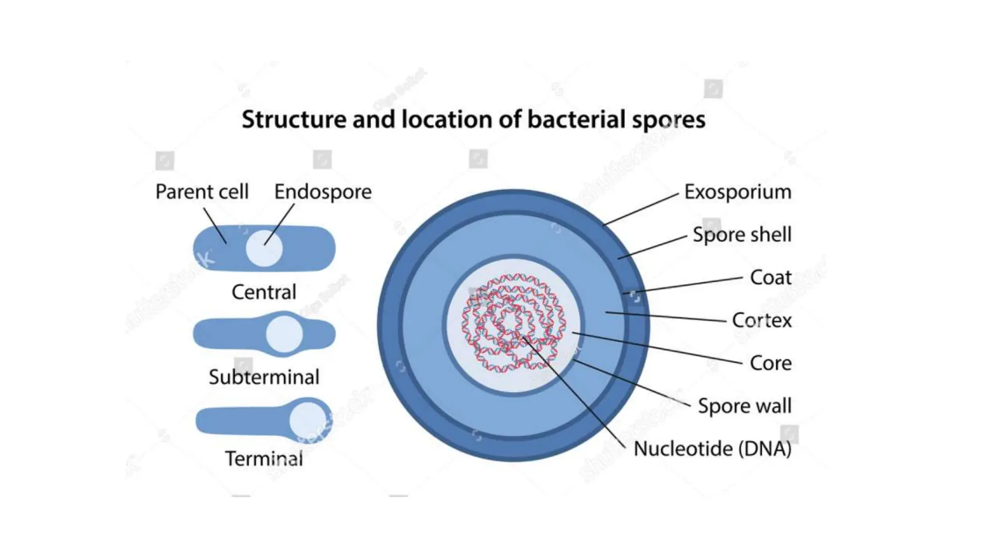 ultrastructure_cell_prokaryotic_eukaryoticpptx | PPT