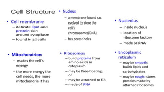 ultrastructure_cell_prokaryotic_eukaryoticpptx | PPT