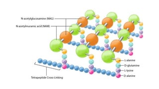 ultrastructure_cell_prokaryotic_eukaryoticpptx | PPT