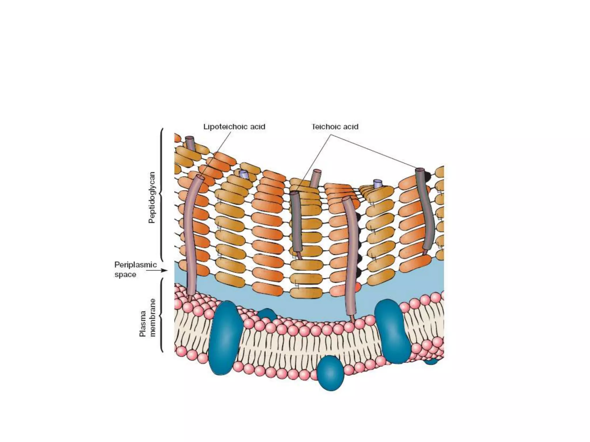 Ultra structure of a bacterial cell | PPTX