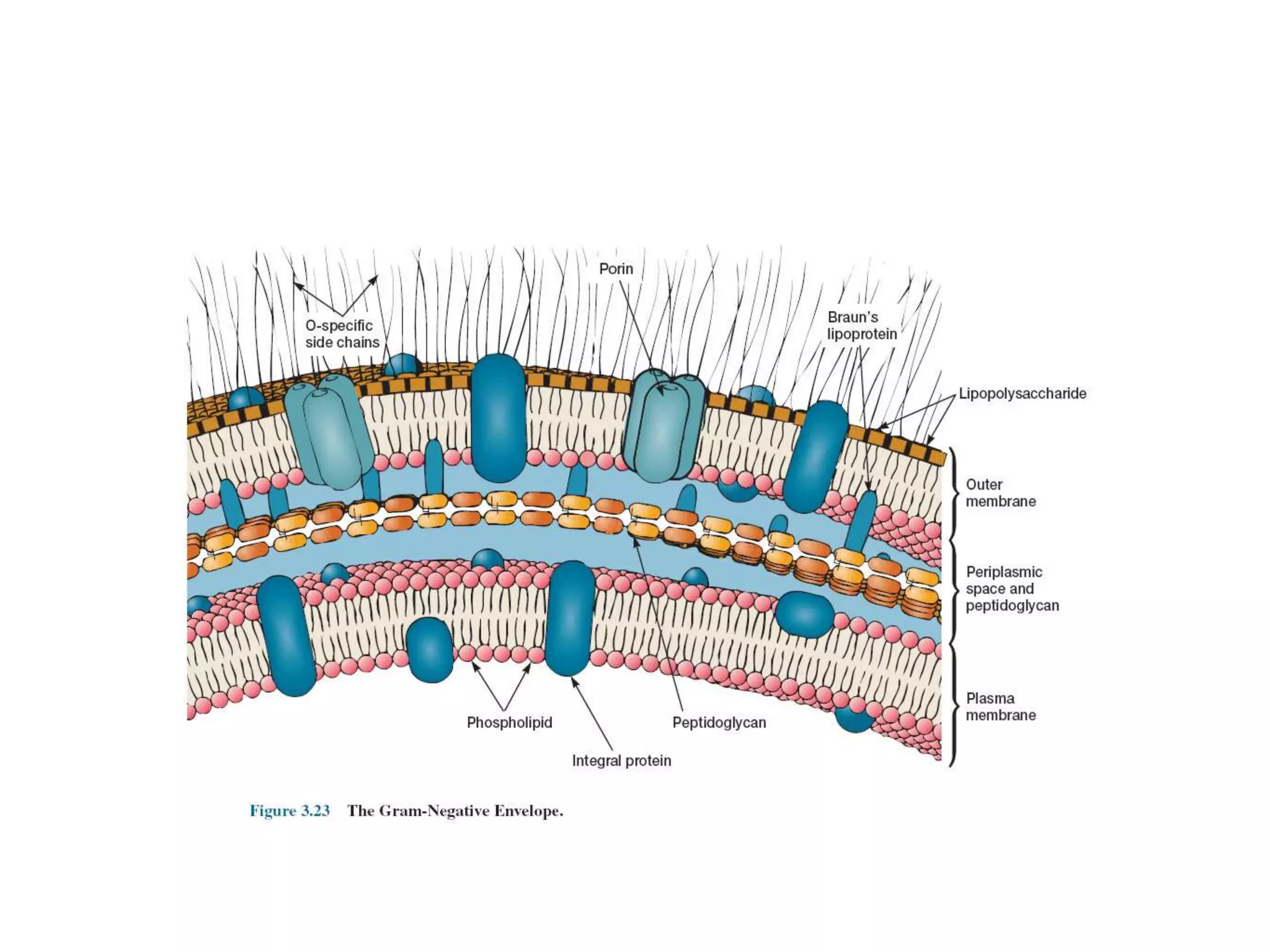 Ultra structure of a bacterial cell | PPTX