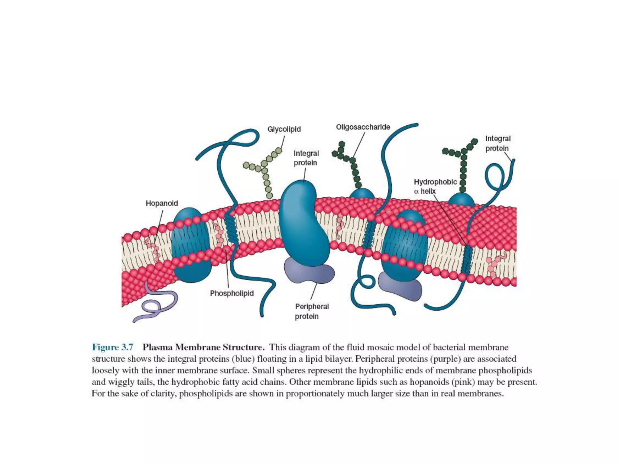 Ultra structure of a bacterial cell | PPTX