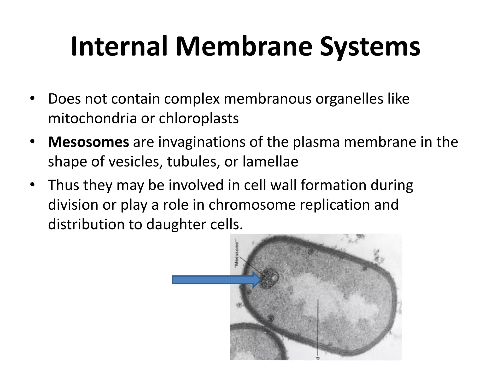 Ultra structure of a bacterial cell | PPTX