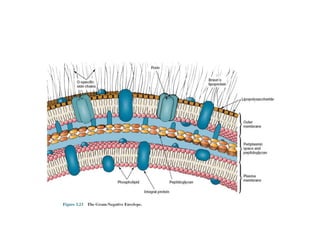 Ultra structure of a bacterial cell | PPTX