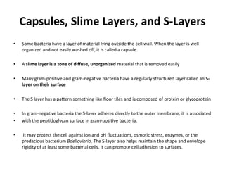 Ultra structure of a bacterial cell | PPTX