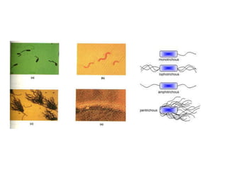 Ultra structure of a bacterial cell | PPTX