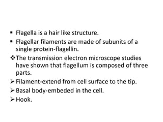 Ultra structure of a bacterial cell | PPTX
