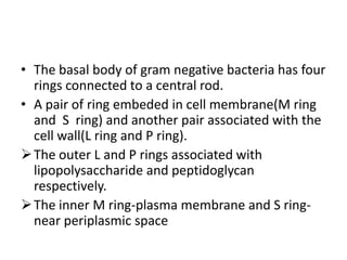 Ultra structure of a bacterial cell | PPTX