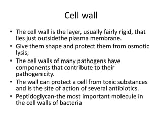 Ultra structure of a bacterial cell | PPTX
