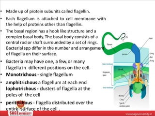 Ultra structure of bateria | PDF