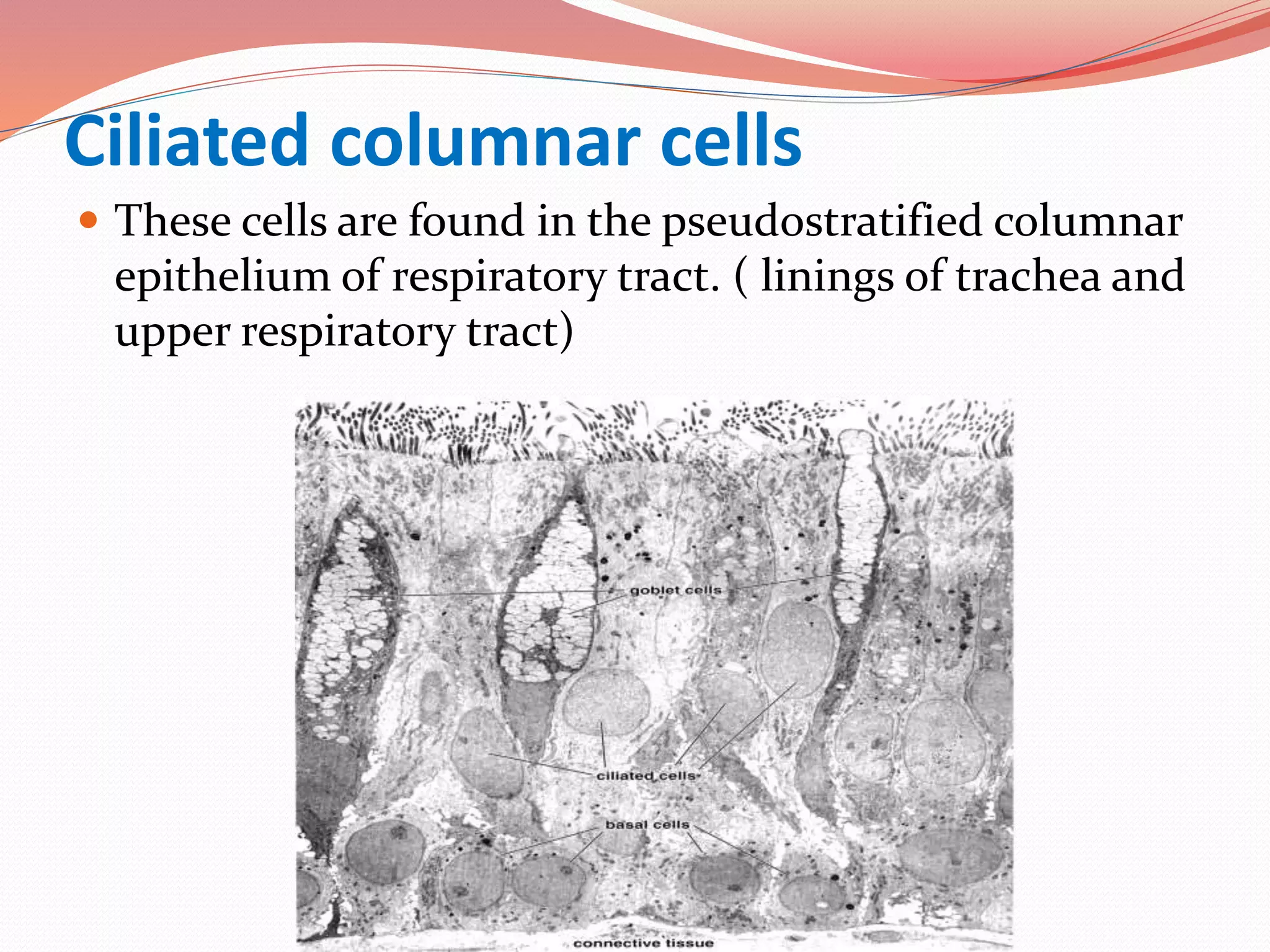 Ultrastructure of cells of respiratory system | PPTX