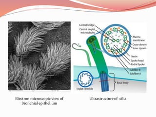 Ultrastructure of cells of respiratory system | PPT