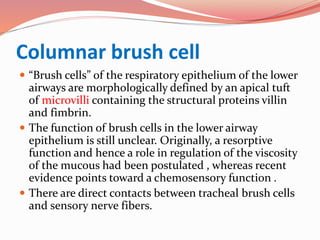 Ultrastructure of cells of respiratory system | PPTX
