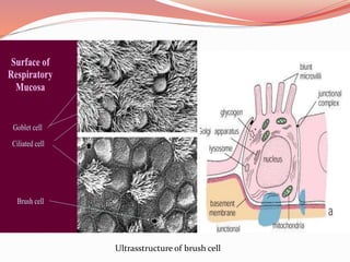 Ultrastructure of cells of respiratory system | PPTX