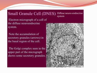 Ultrastructure of cells of respiratory system | PPT