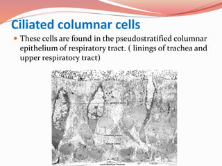 Ultrastructure of cells of respiratory system | PPTX