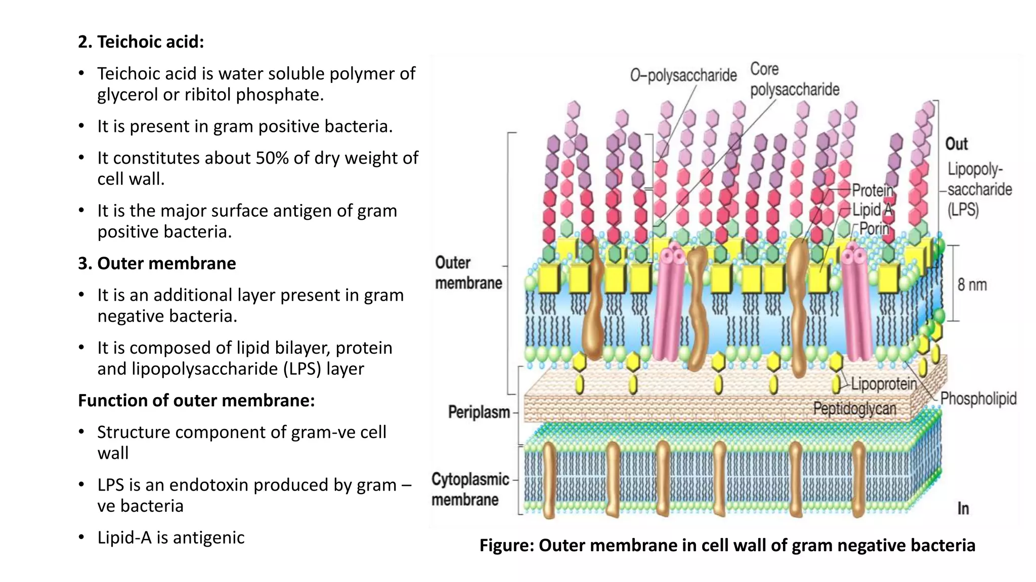 Ultra structure of cell wall | PPTX