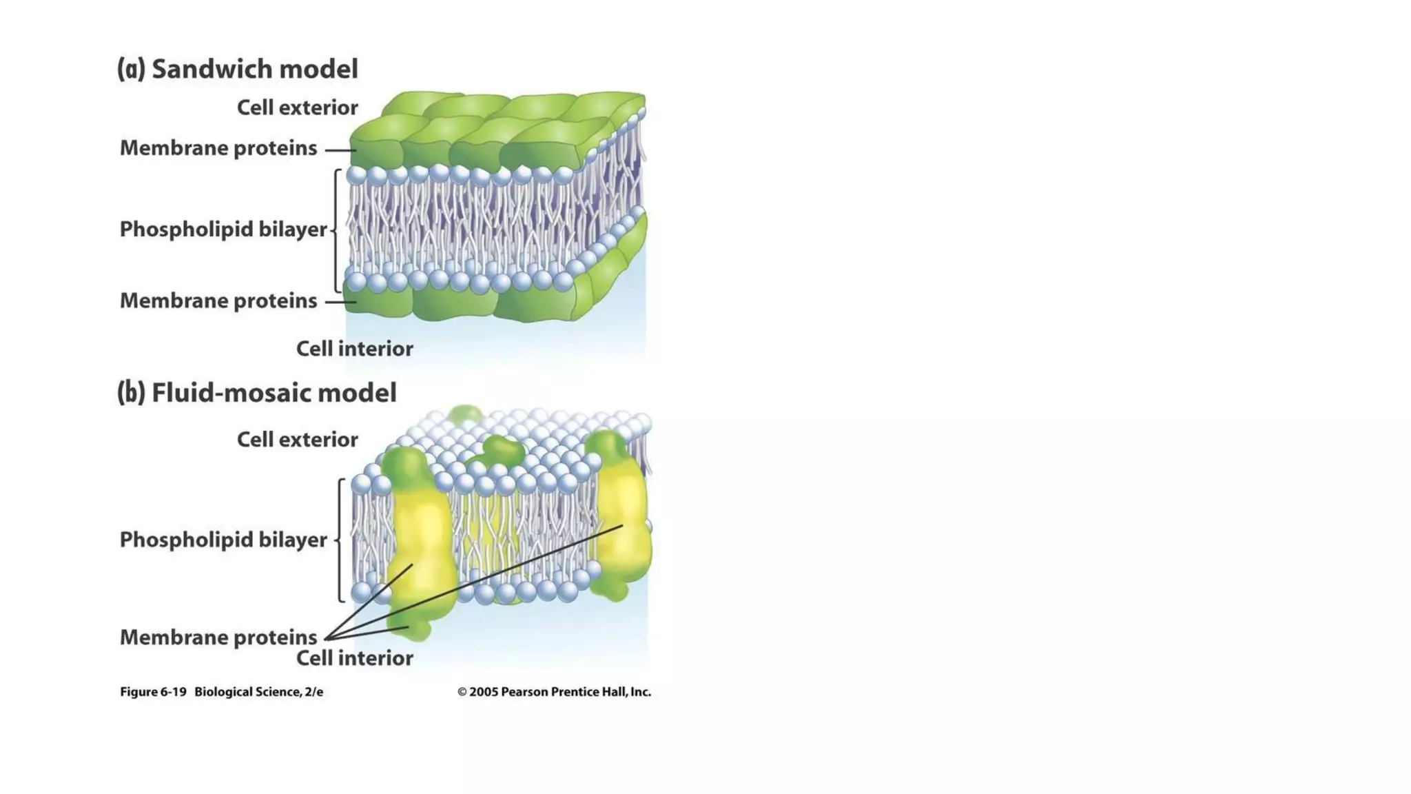 Ultra structure of cell wall | PPTX