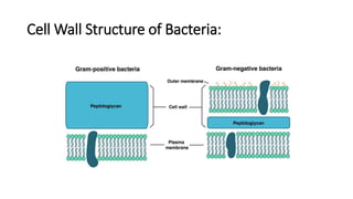 Ultra structure of cell wall | PPTX | Gardening | Home & Garden