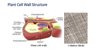 Ultra structure of cell wall | PPTX