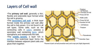 Ultra structure of cell wall | PPTX | Gardening | Home & Garden