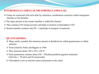 Ultrastructure of chloroplast | PPTX