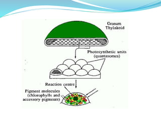 Ultrastructure of chloroplast | PPTX