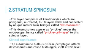 Ultra structure of epidermis .pptx