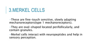 Ultra structure of epidermis .pptx