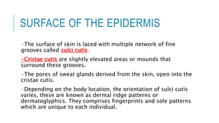 Ultra structure of epidermis .pptx