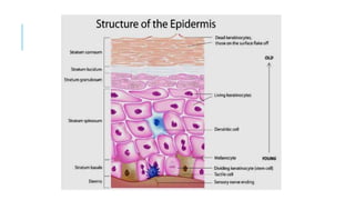 Ultra structure of epidermis .pptx