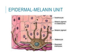 Ultra structure of epidermis .pptx