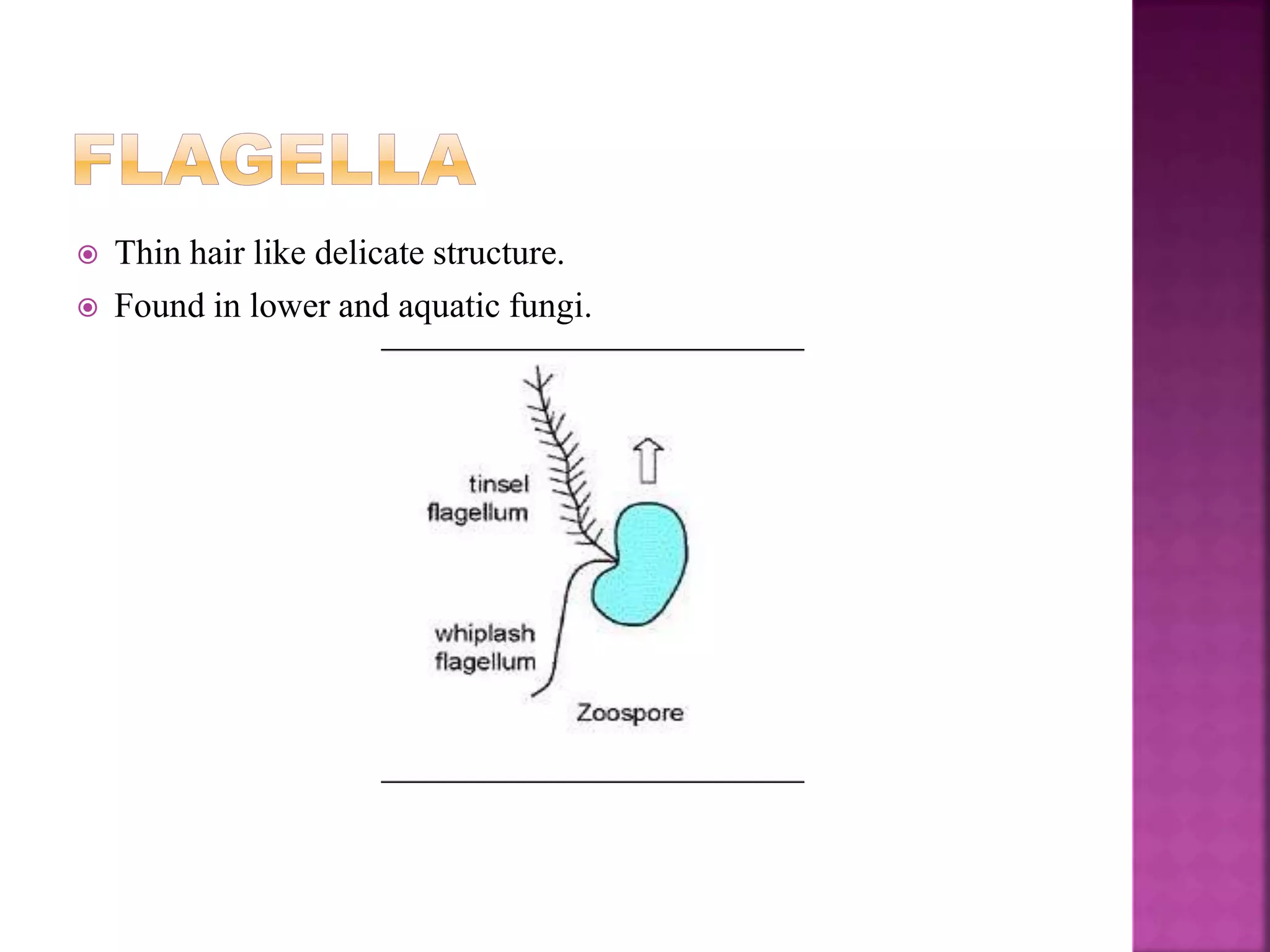 Ultrastructure of flagella | PPTX