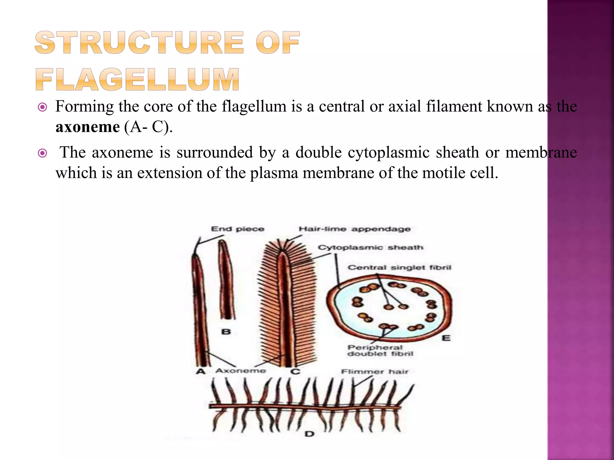 Ultrastructure of flagella | PPTX