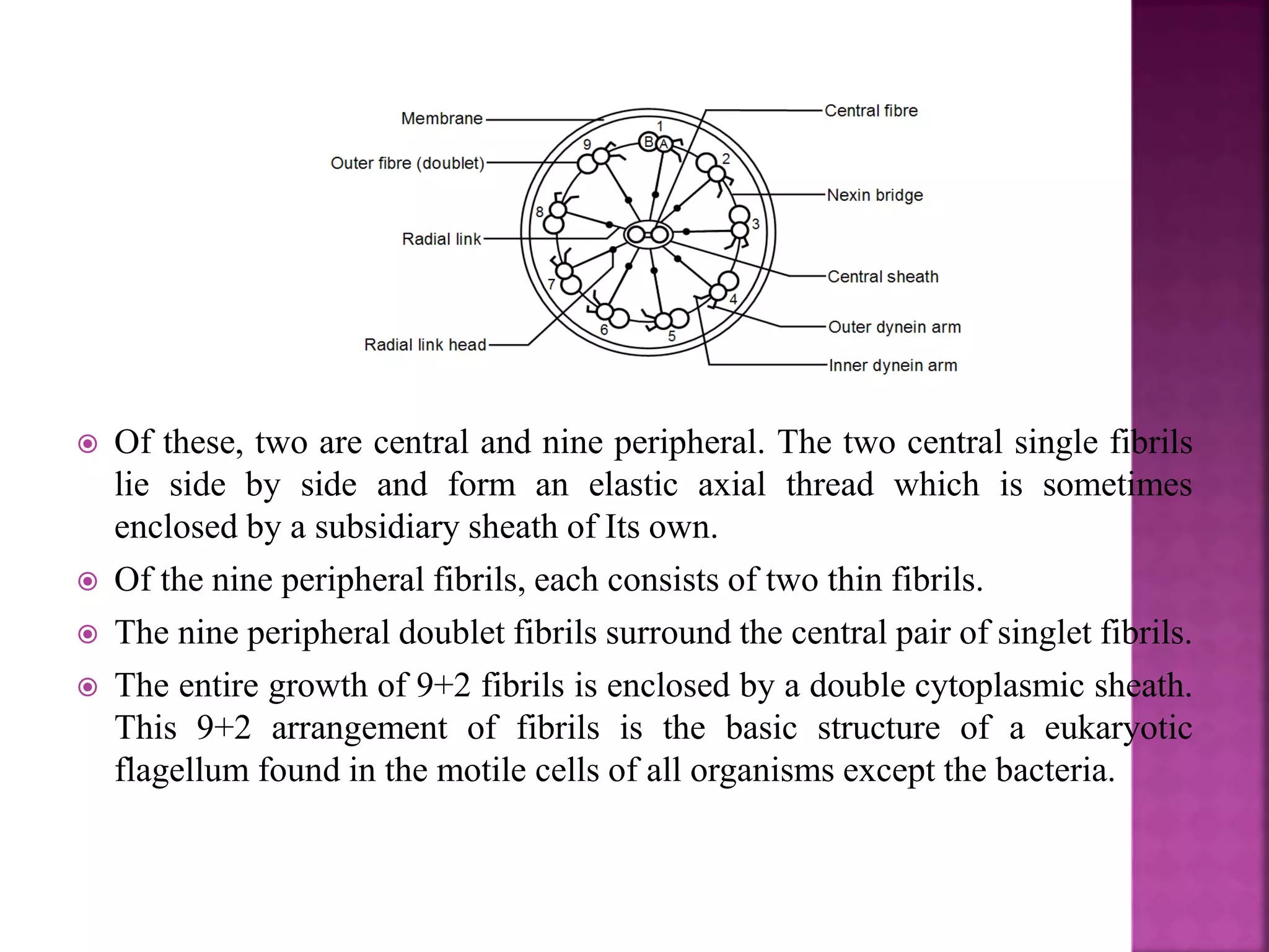 Ultrastructure of flagella | PPTX