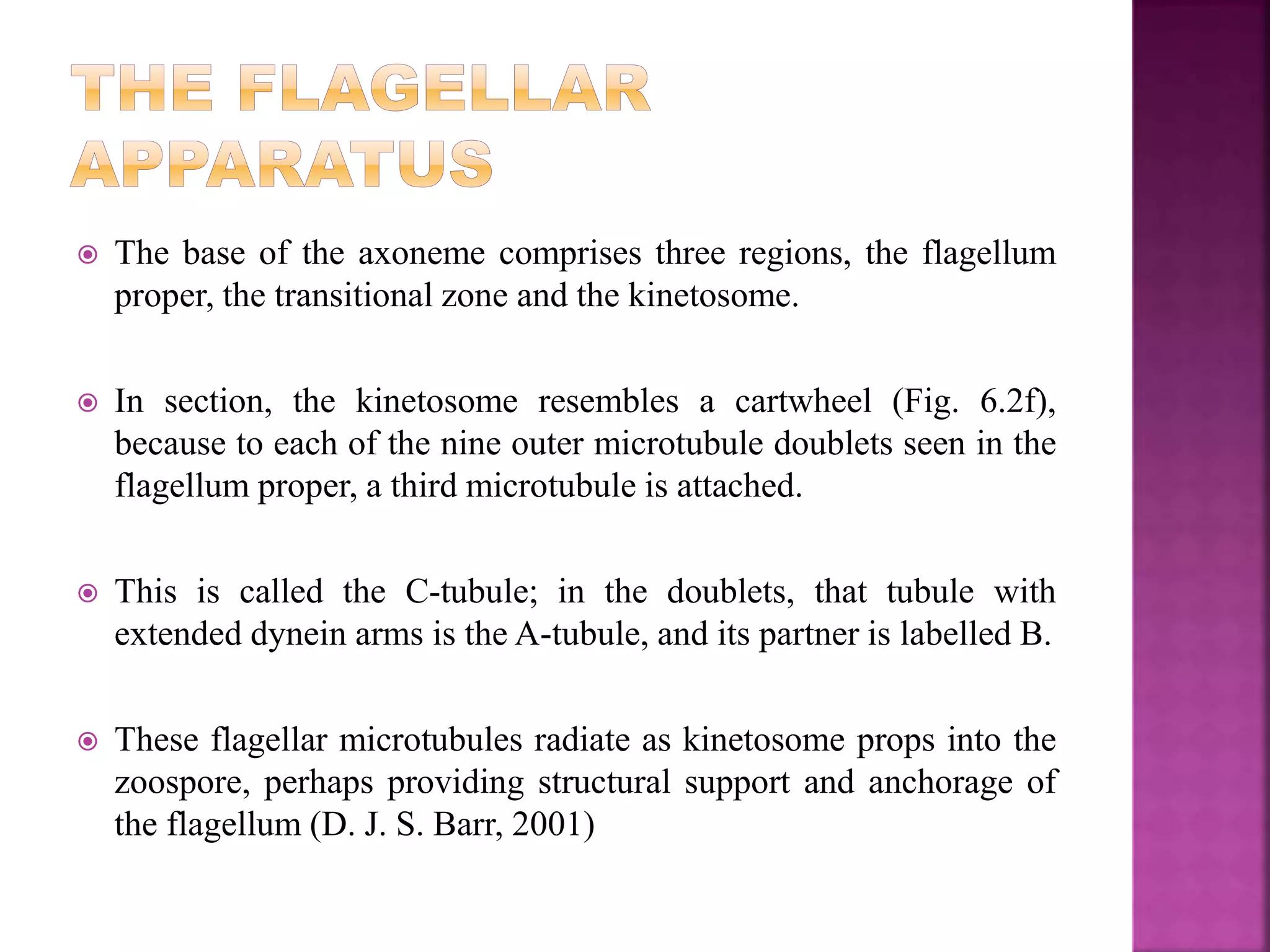 Ultrastructure of flagella | PPTX