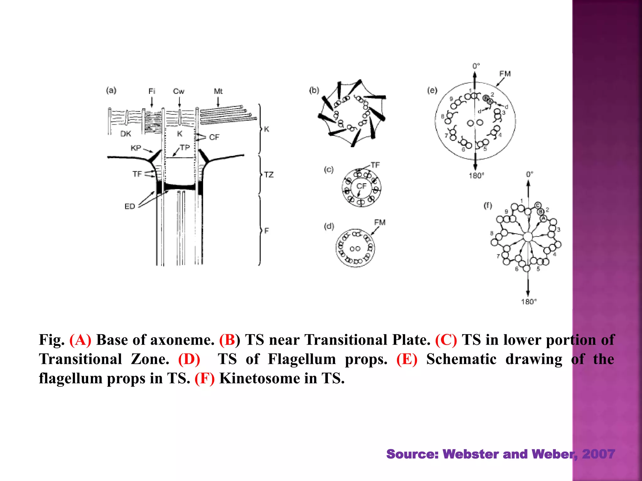 Ultrastructure of flagella | PPTX