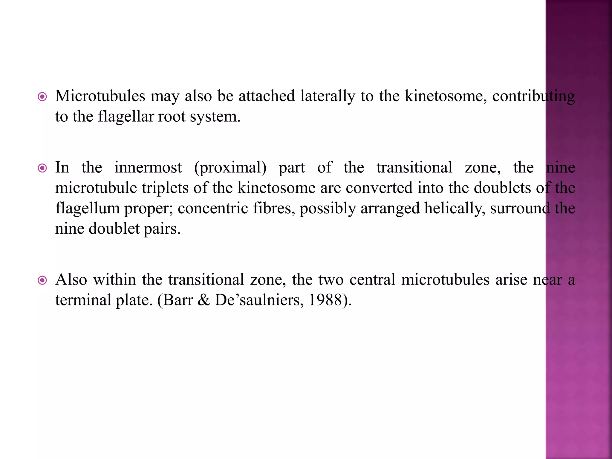 Ultrastructure of flagella | PPTX
