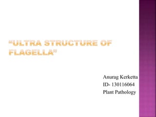 Ultrastructure of flagella | PPTX