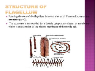 Ultrastructure of flagella | PPTX